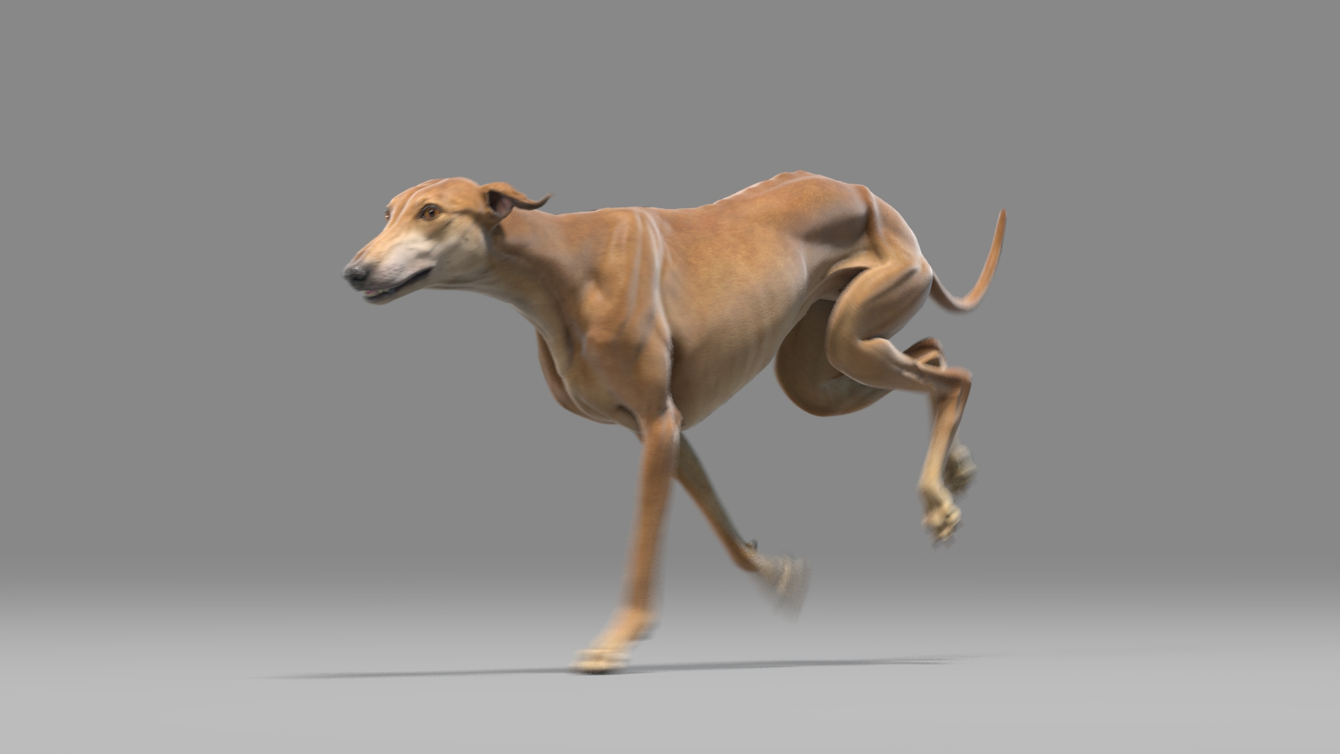 3D Realistic Greyhound Animations - TurboSquid 1654122