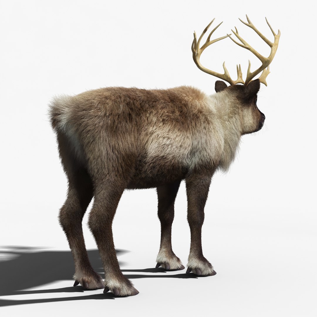 Reindeer Fur Animation Max