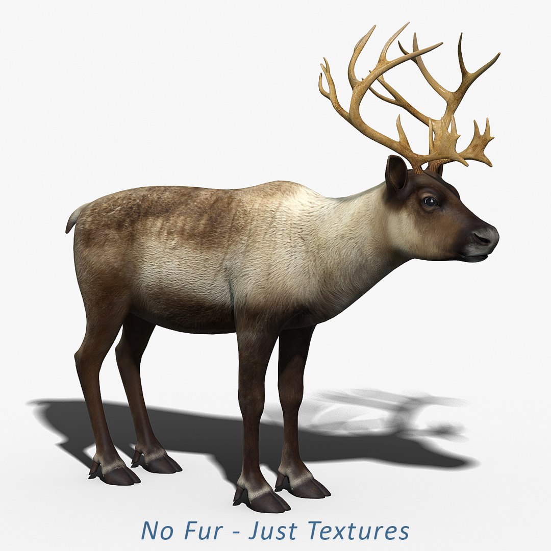 Reindeer Fur Animation Max