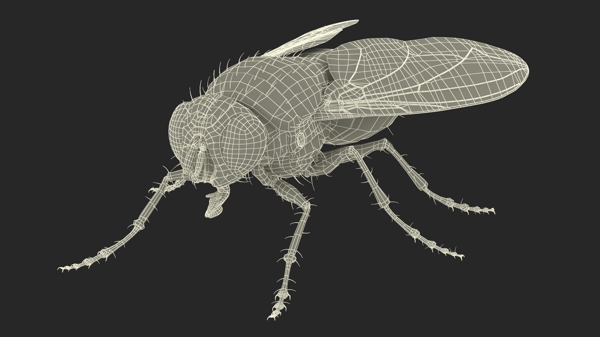 3D Realistic House Fly Model - TurboSquid 2329716