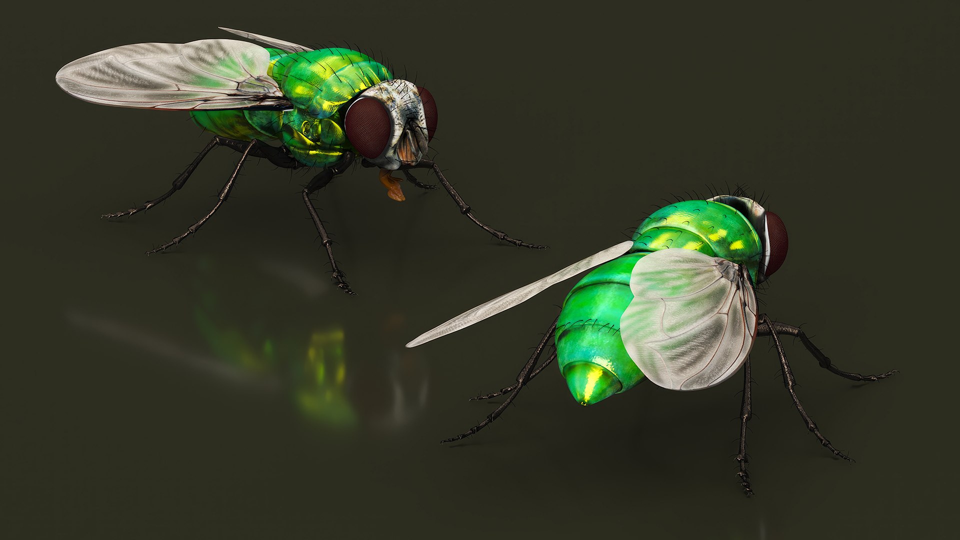 3D Realistic House Fly Model - TurboSquid 2329716