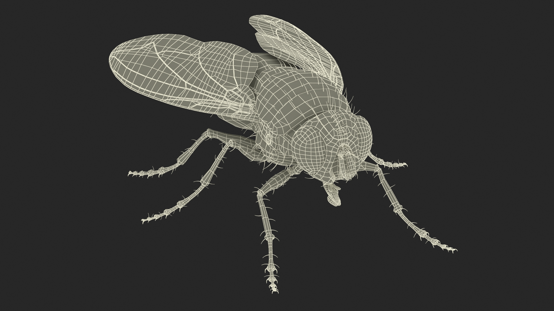 3D Realistic House Fly Model - TurboSquid 2329716
