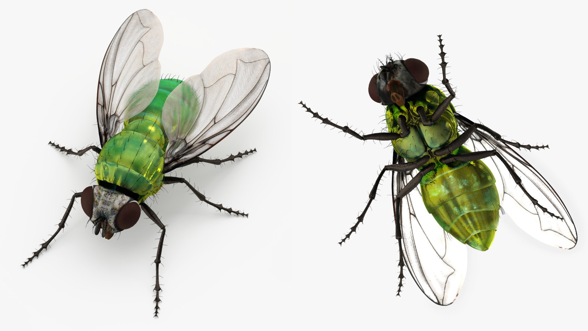 3D Realistic House Fly Model - TurboSquid 2329716