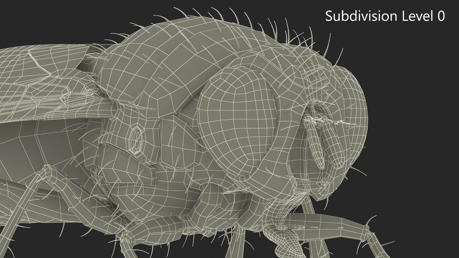 3D Realistic House Fly Model - TurboSquid 2329716