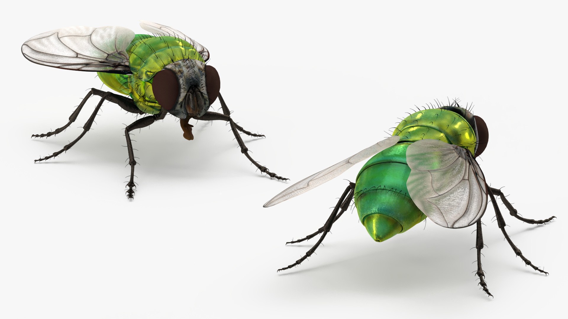 3D Realistic House Fly Model - TurboSquid 2329716