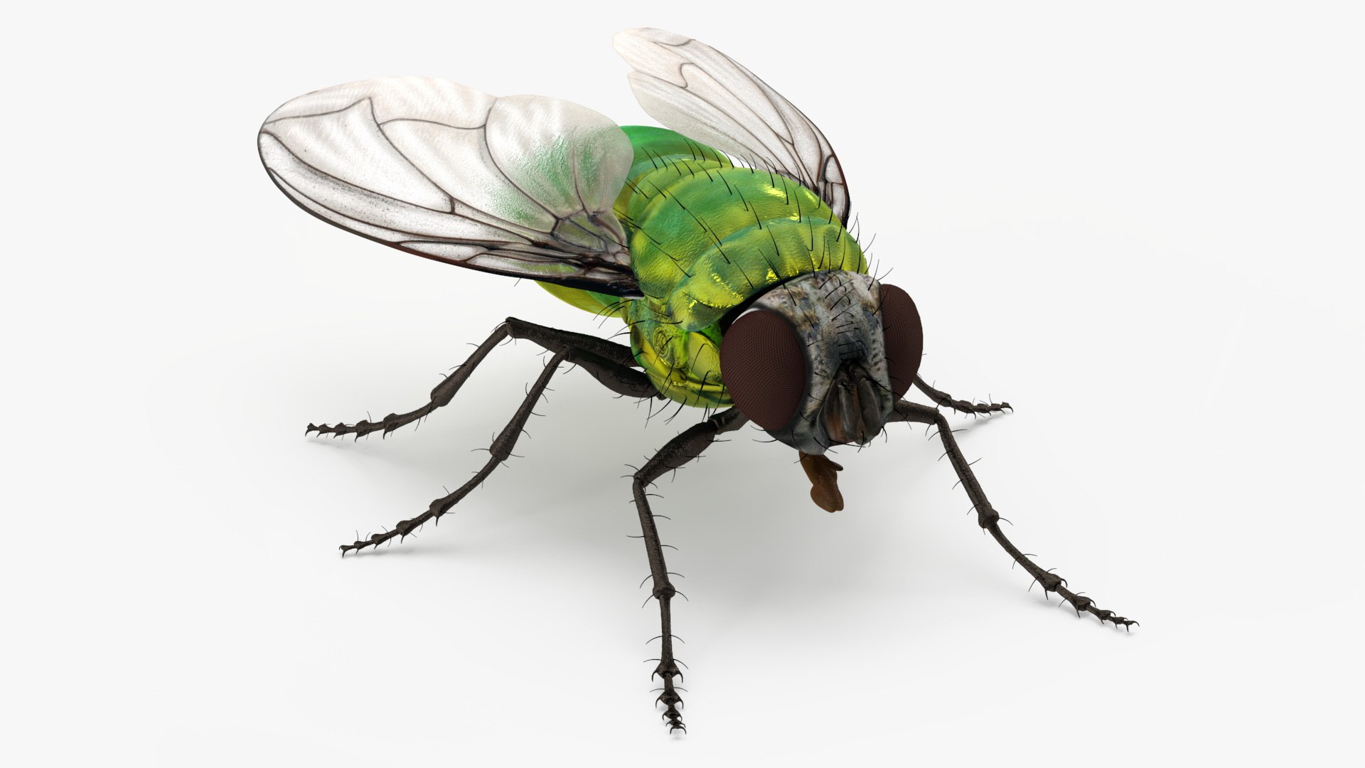 3D Realistic House Fly Model - TurboSquid 2329716