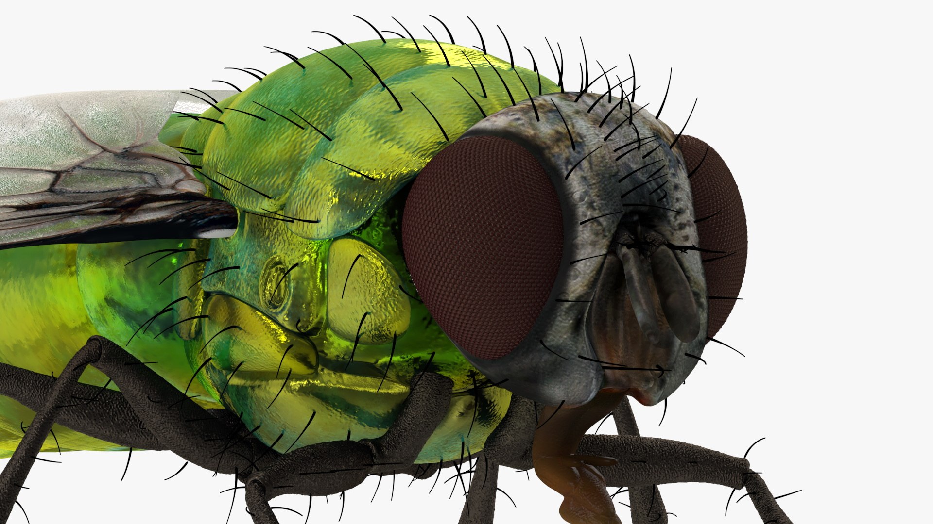 3D Realistic House Fly Model - TurboSquid 2329716