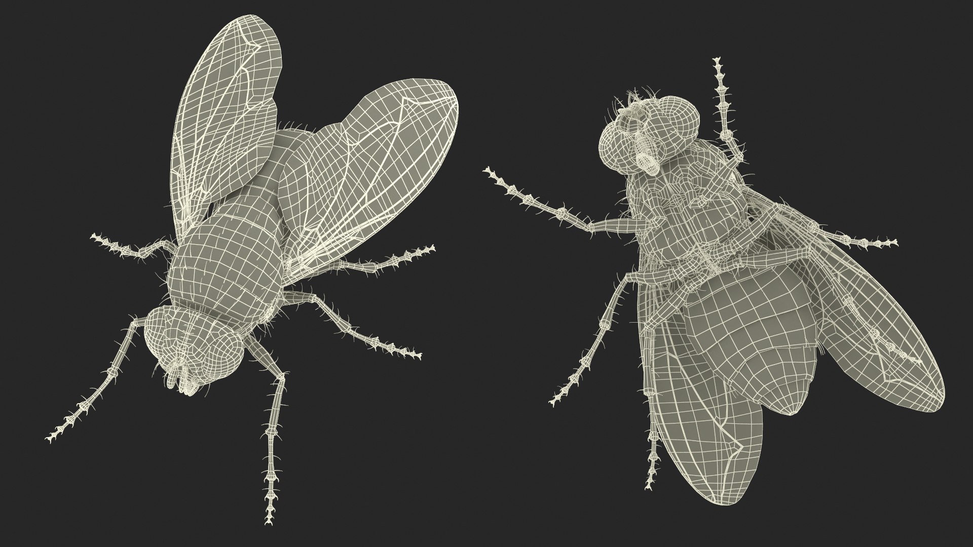 3D Realistic House Fly Model - TurboSquid 2329716