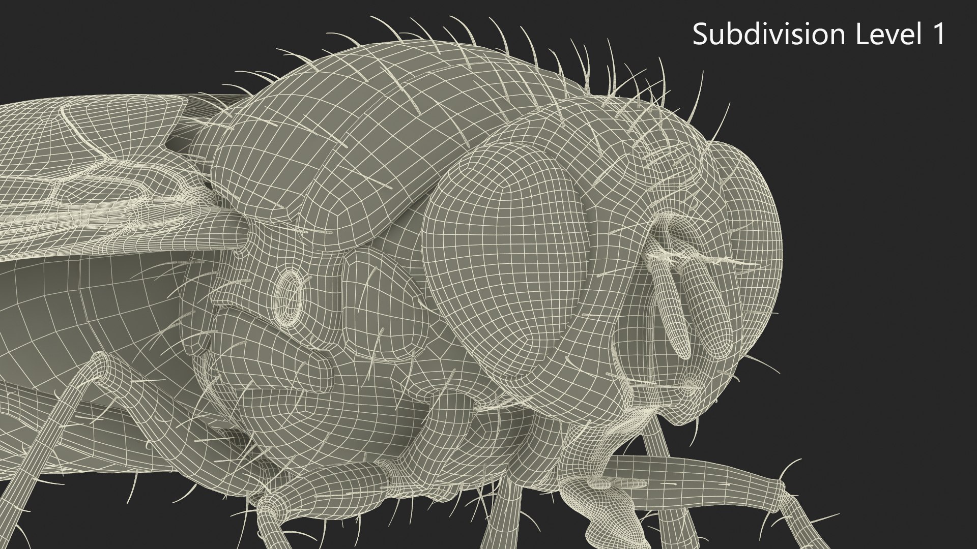 3D Realistic House Fly Model - TurboSquid 2329716