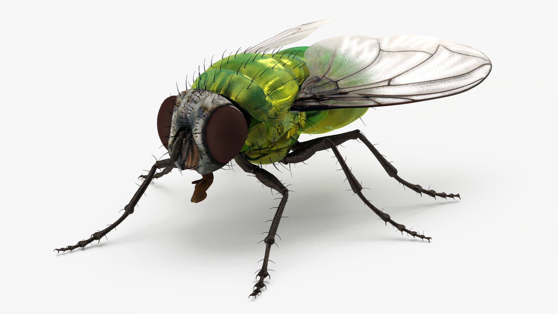 3D Realistic House Fly Model - TurboSquid 2329716