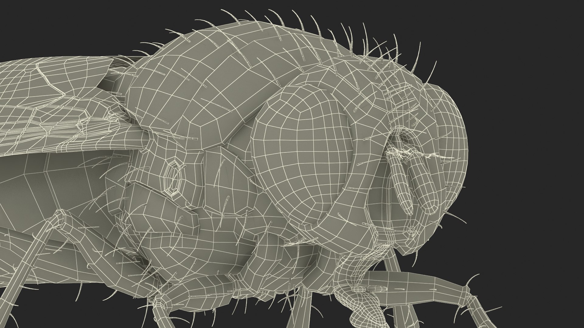 3D Realistic House Fly Model - TurboSquid 2329716