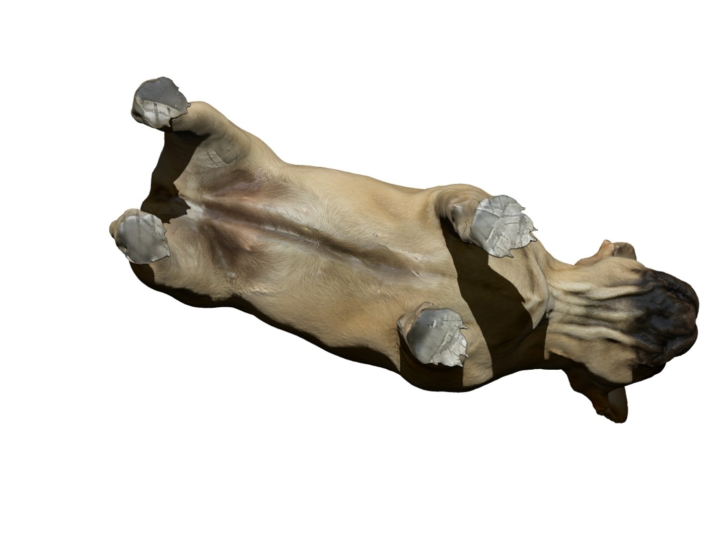 Dog Scanned Photogrammetry 3D Model - TurboSquid 1349137