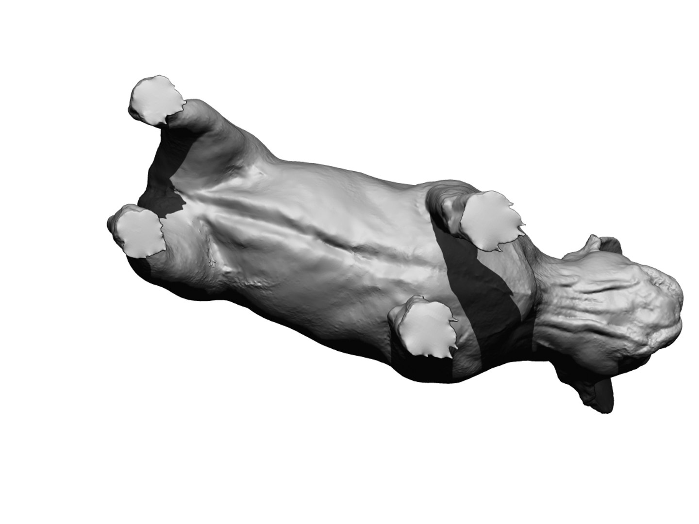 Dog Scanned Photogrammetry 3D Model - TurboSquid 1349137