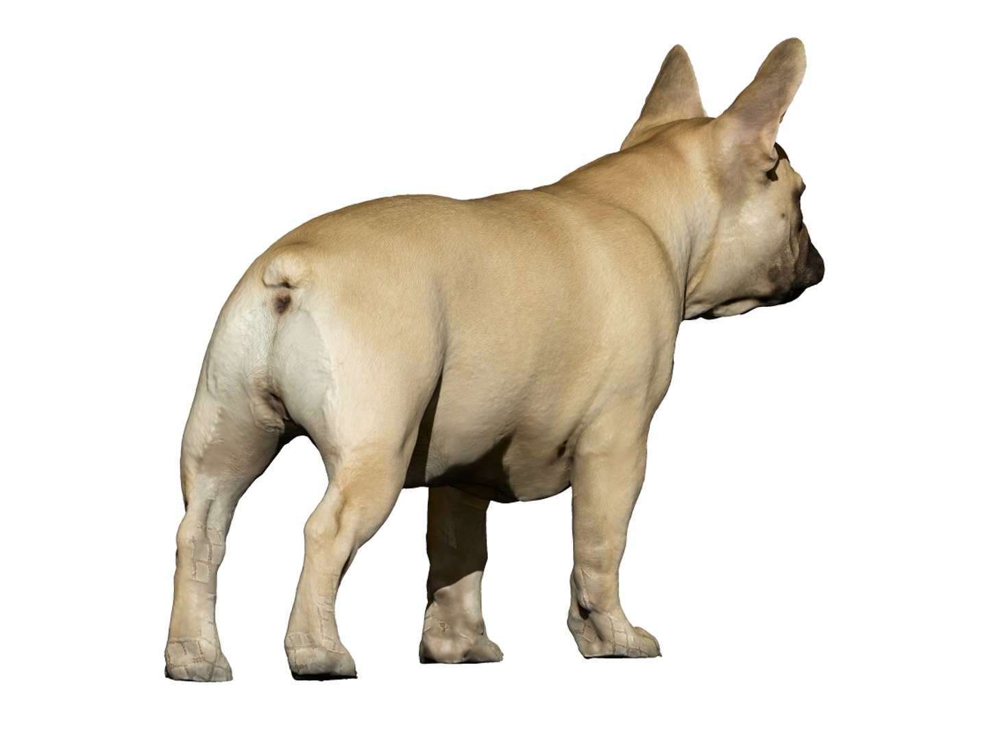 Dog Scanned Photogrammetry 3D Model - TurboSquid 1349137