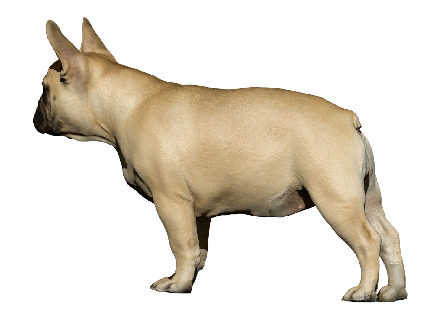 Dog Scanned Photogrammetry 3D Model - TurboSquid 1349137