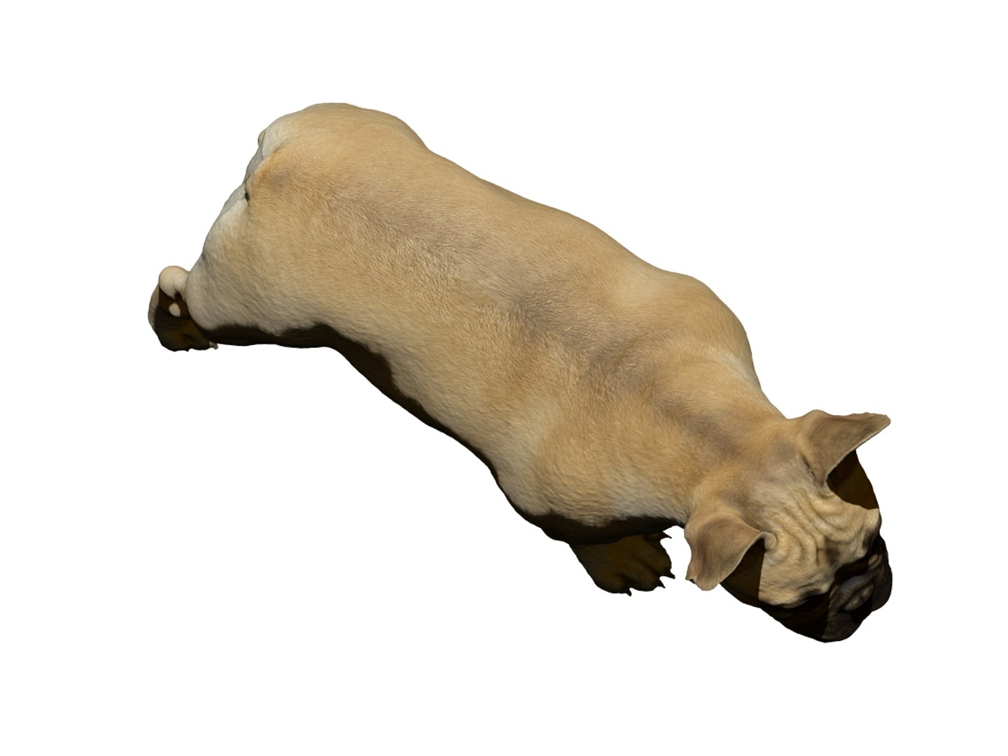 Dog Scanned Photogrammetry 3D Model - TurboSquid 1349137
