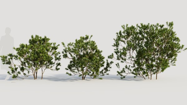 3D 3ds Max bush plant tree