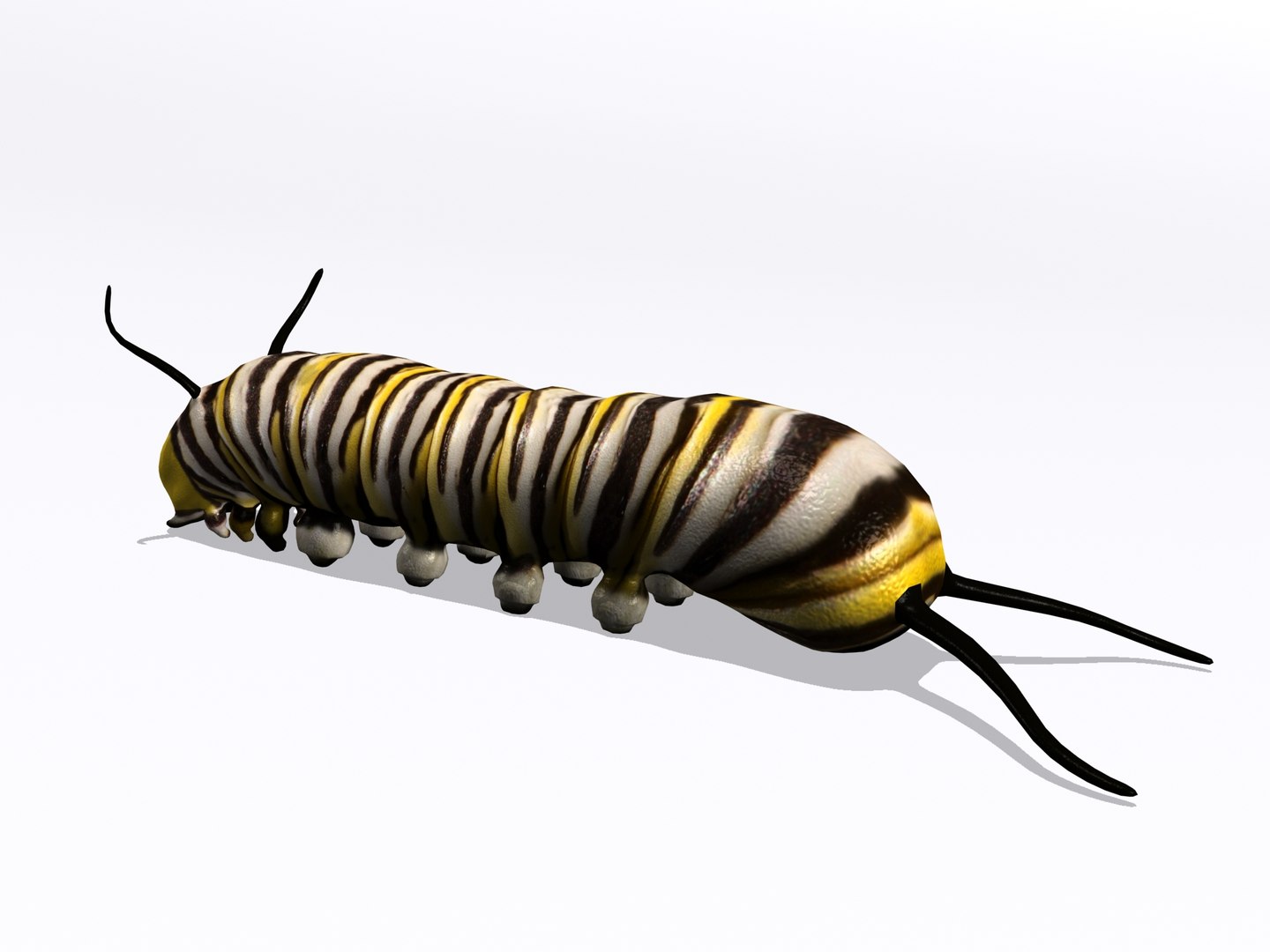 3d Monarch Butterfly Larva Model