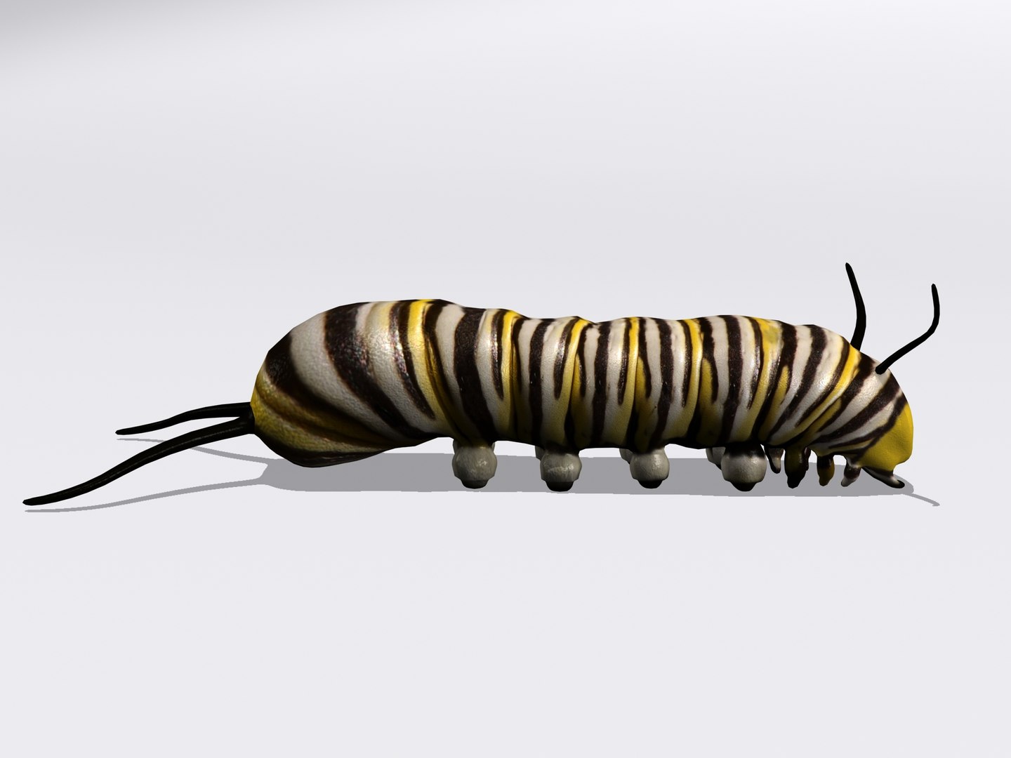 3d Monarch Butterfly Larva Model