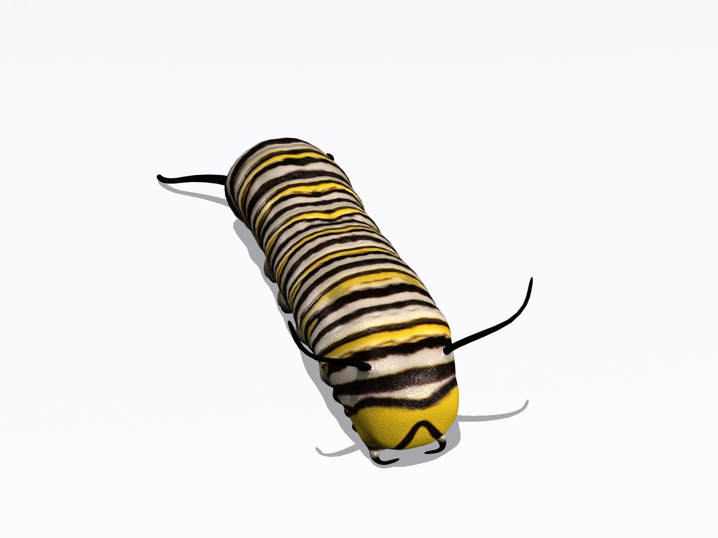 3d Monarch Butterfly Larva Model