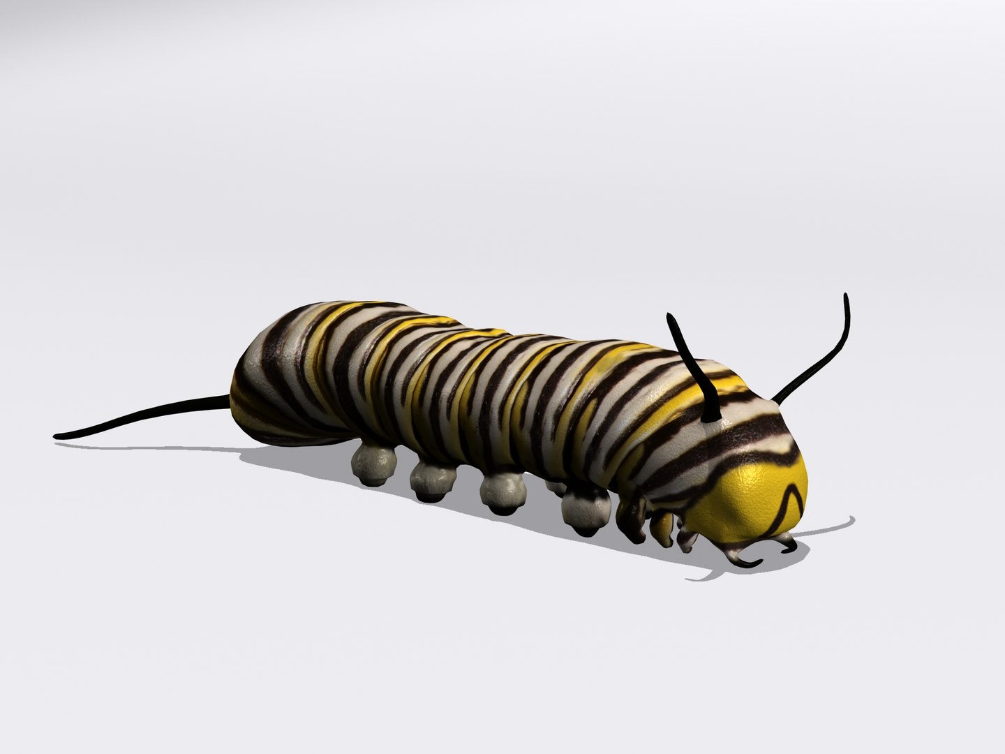 3d Monarch Butterfly Larva Model