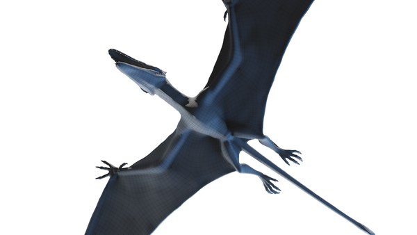 Dimorphodon model - TurboSquid 1626084