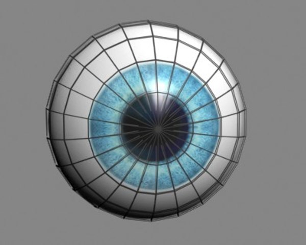 3d model of eye