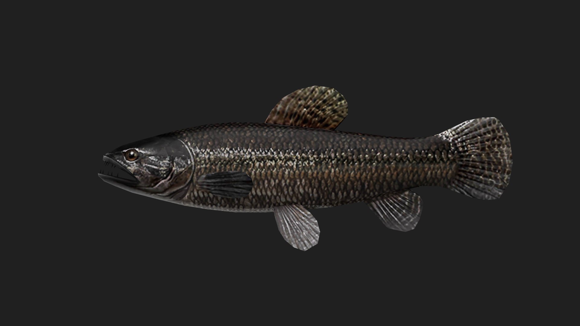 Carp 3D - TurboSquid 2125085