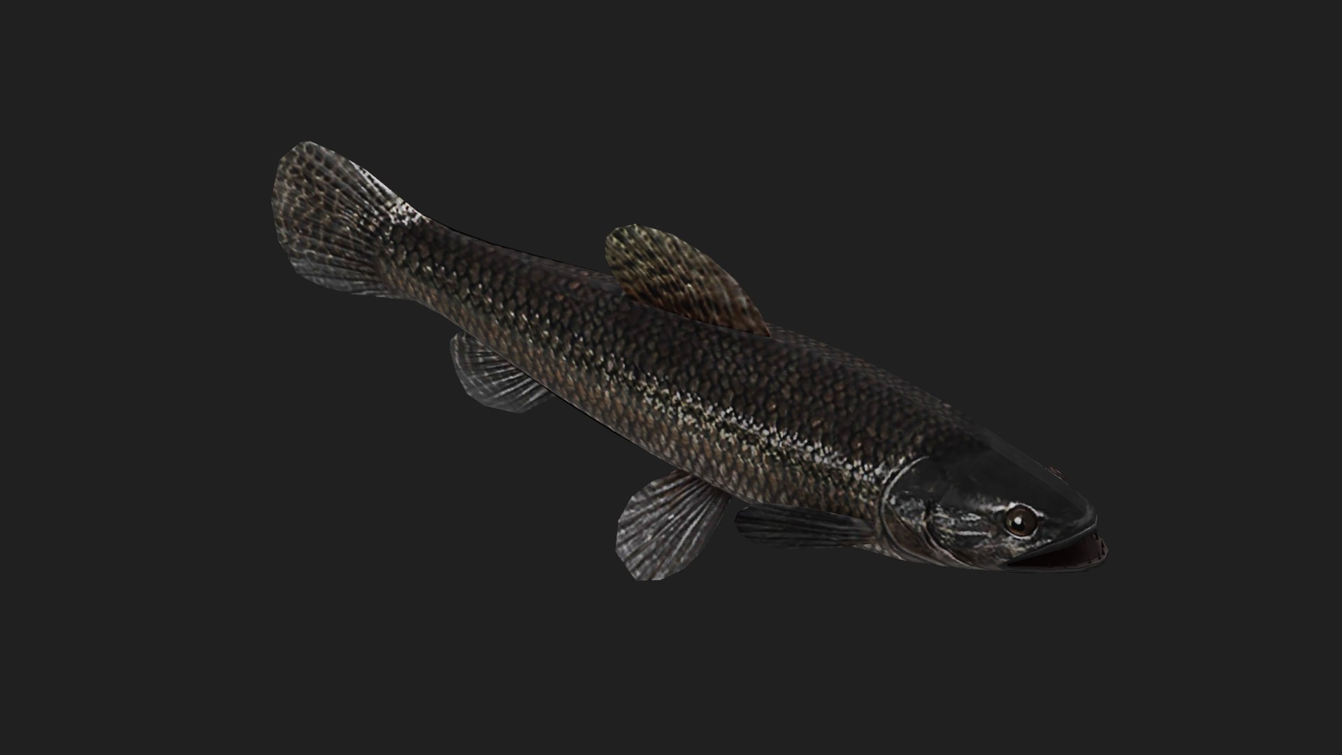 Carp 3D - TurboSquid 2125085
