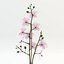 Orchid White 3d Model
