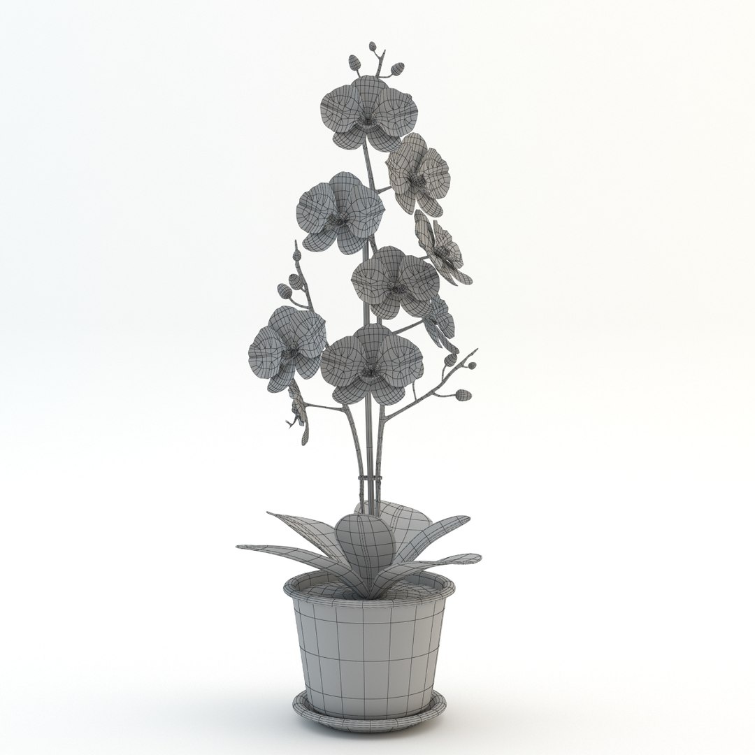 Orchid White 3d Model