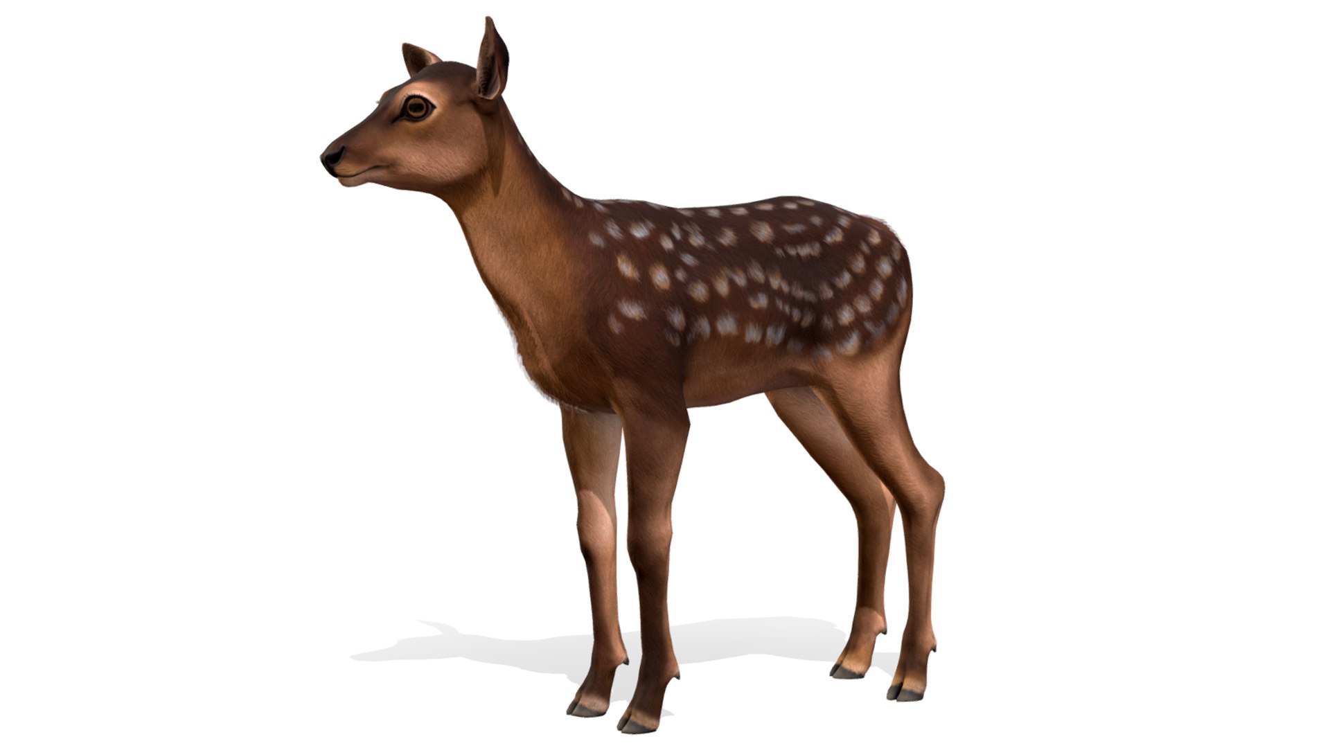 3D Model Red Deer Calf - TurboSquid 1983719