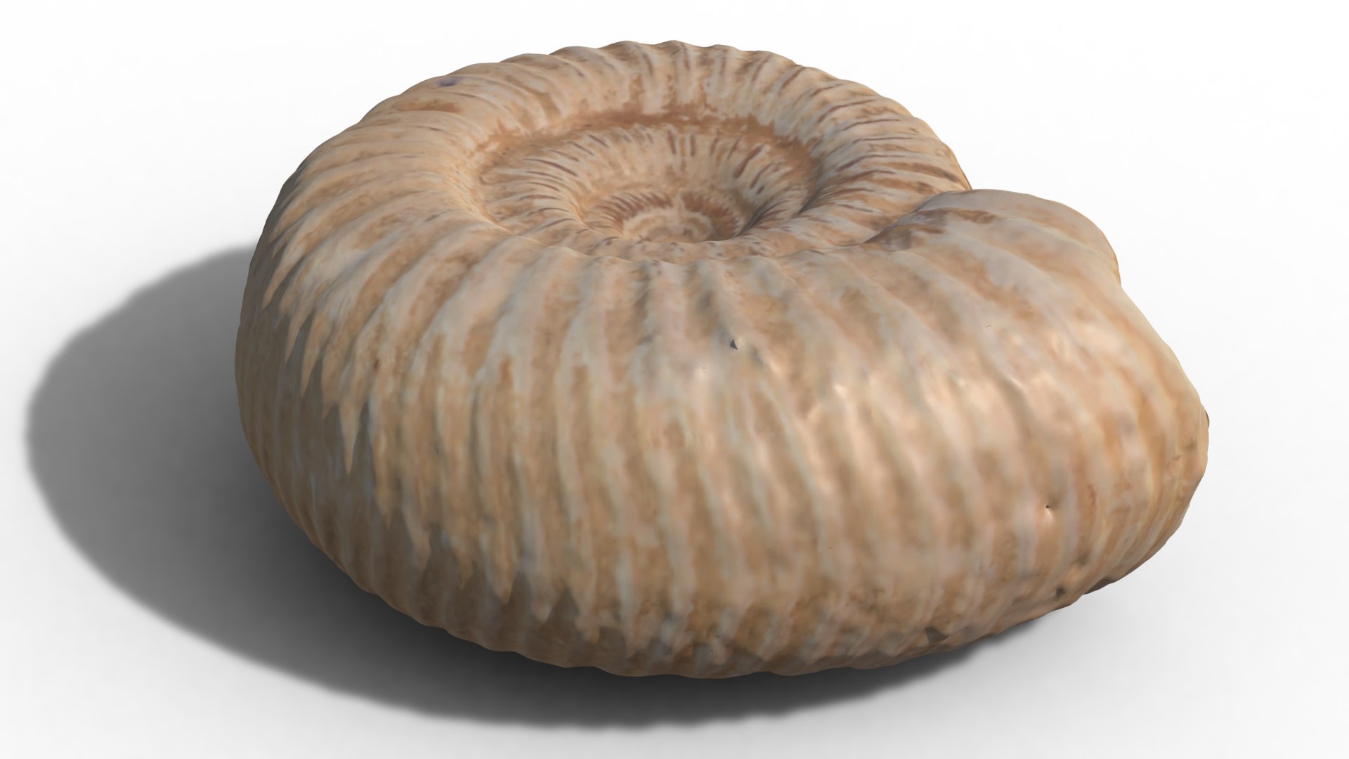 3D Model Scan Amonite Fossil - TurboSquid 1641310
