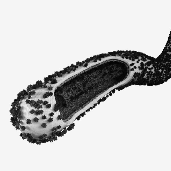 ebola virus 3d model