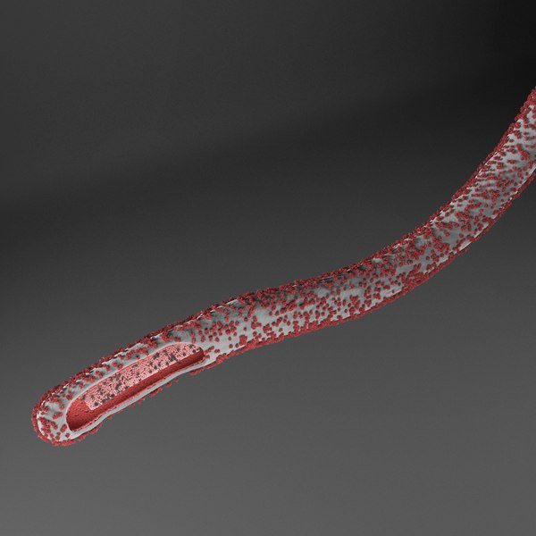 ebola virus 3d model