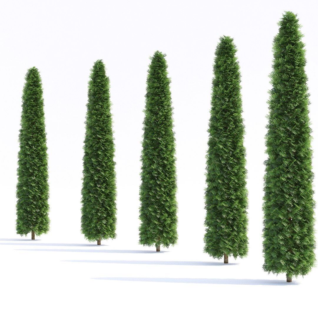3D Thuja Occidentalis - TurboSquid 1975099