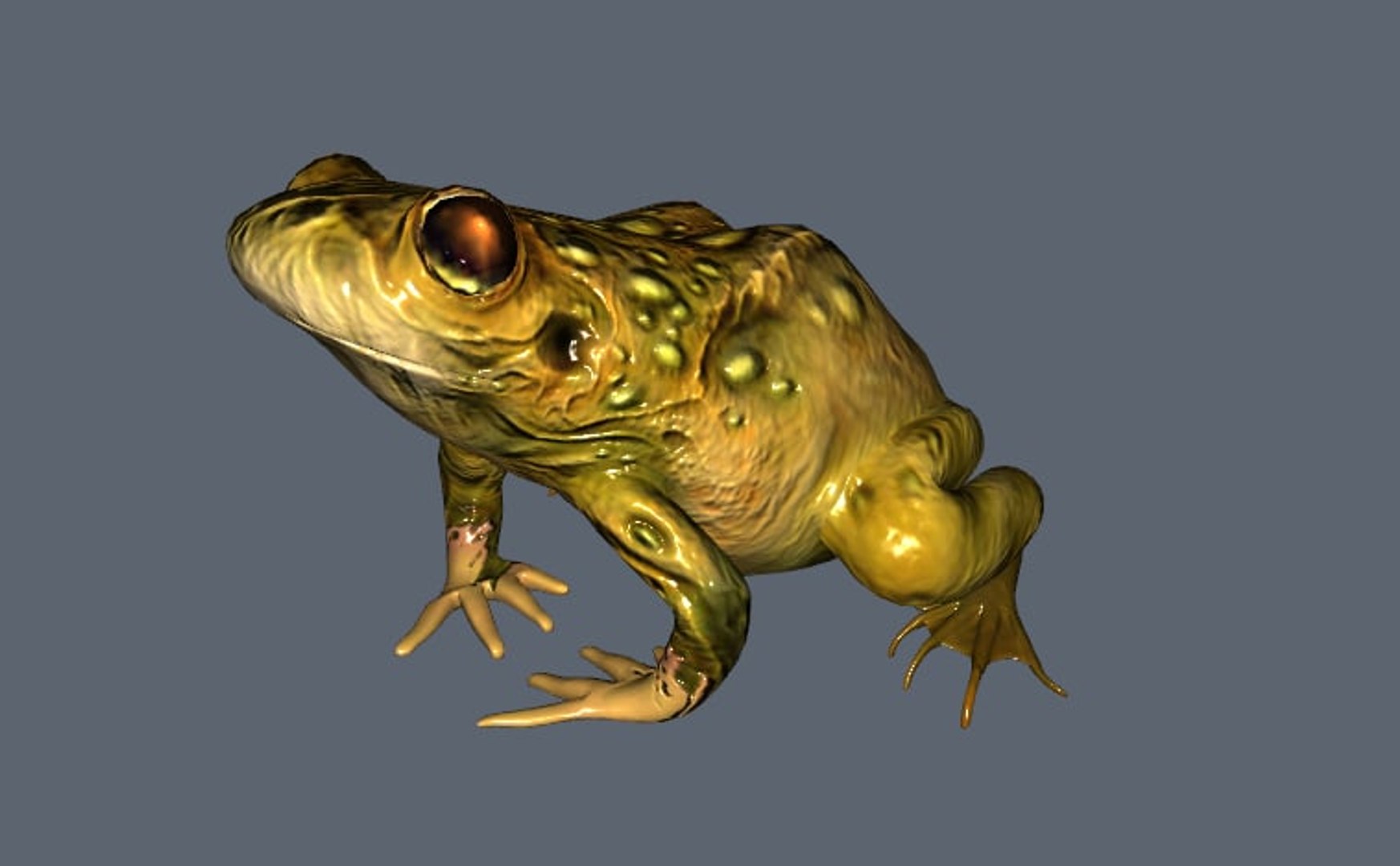 3d Frog