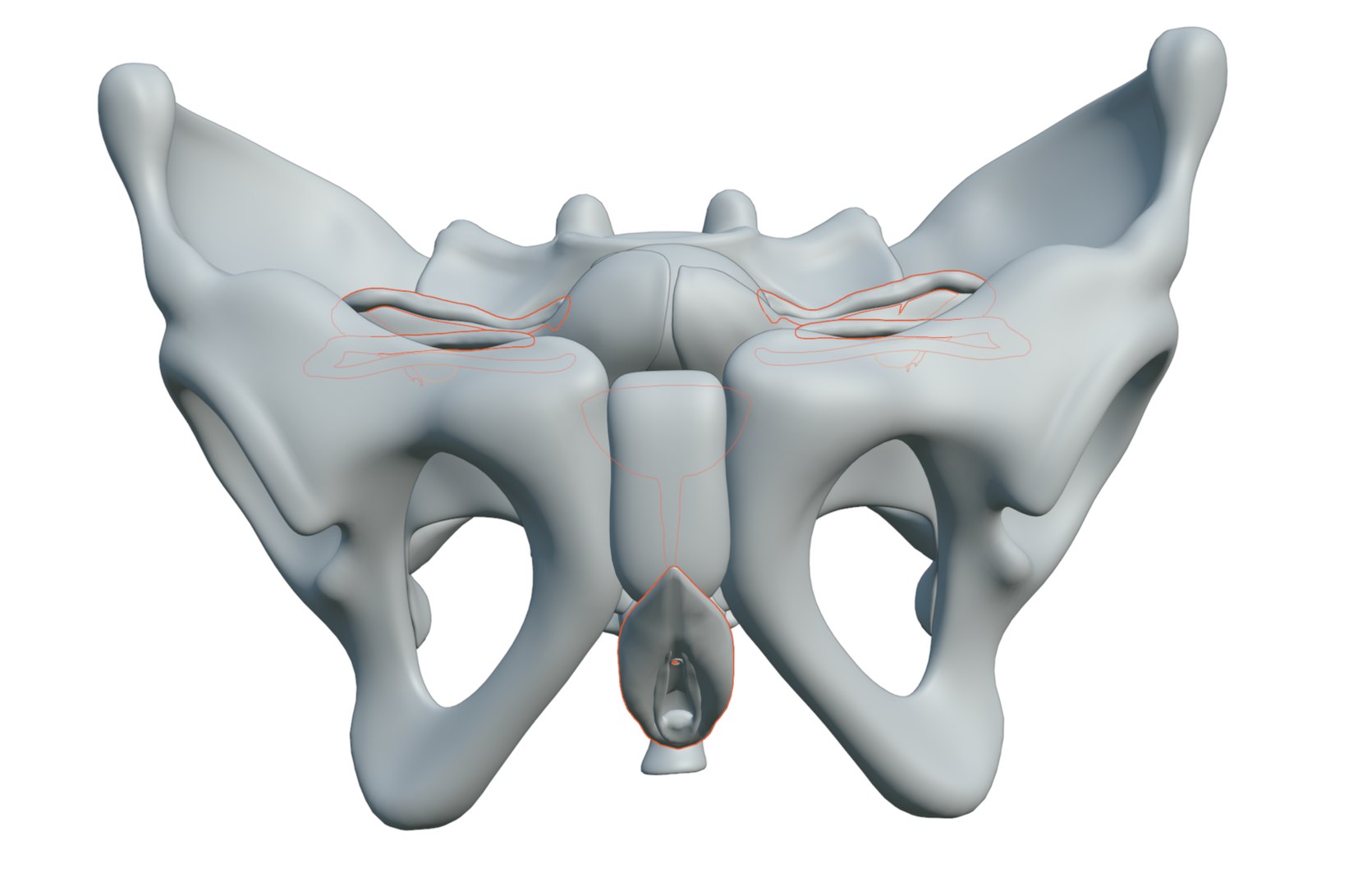 3D Model Human Female Reproductive System - TurboSquid 2290656