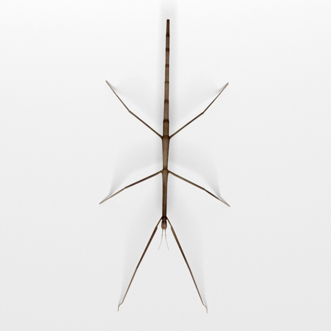 Stick Insect 3d Obj