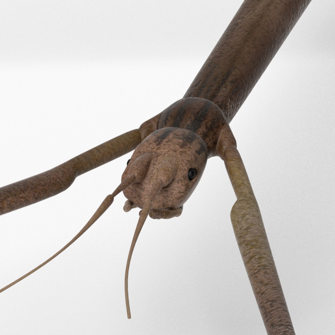 Stick Insect 3d Obj
