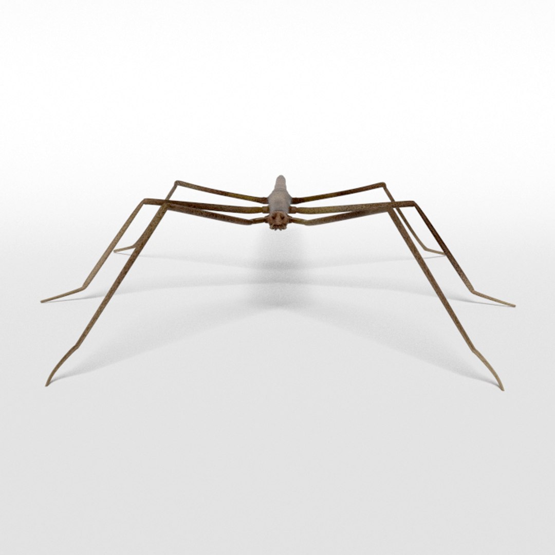 Stick Insect 3d Obj