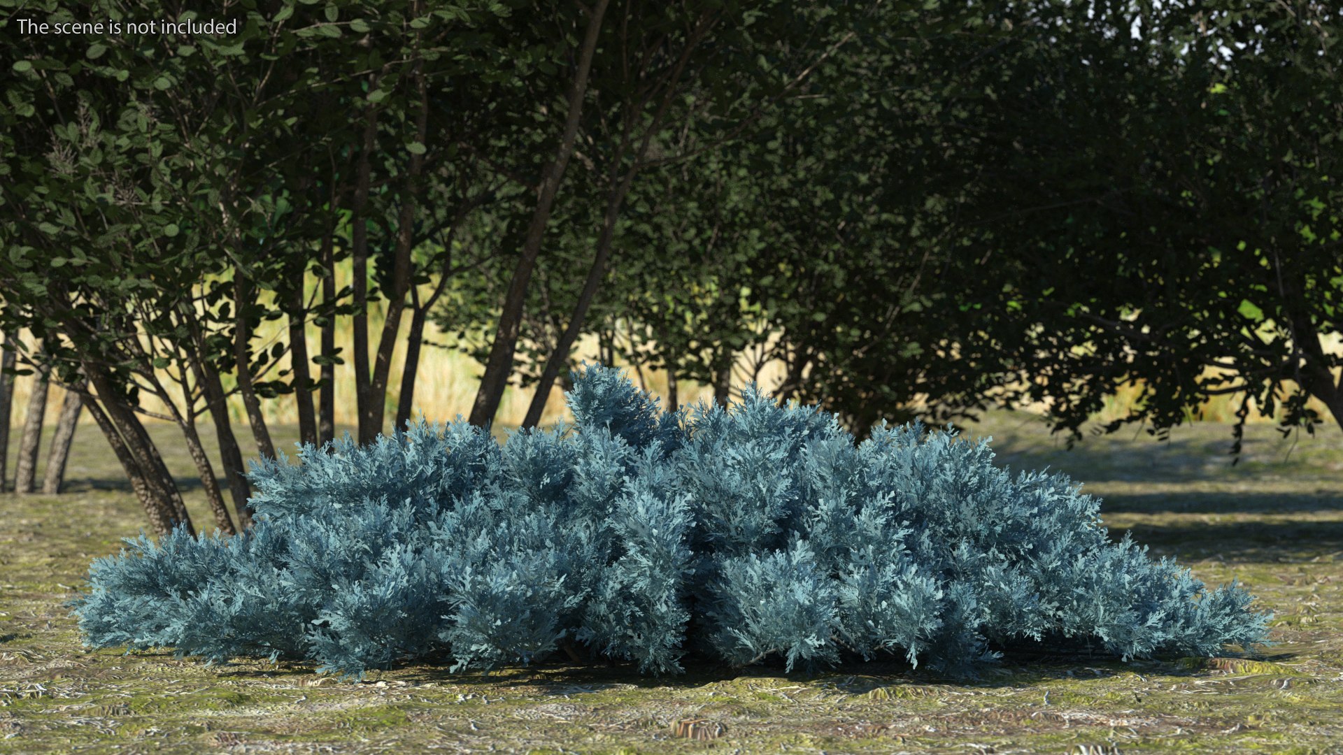 Savin Juniper Large Shrub Blue 3D Model - TurboSquid 1906012