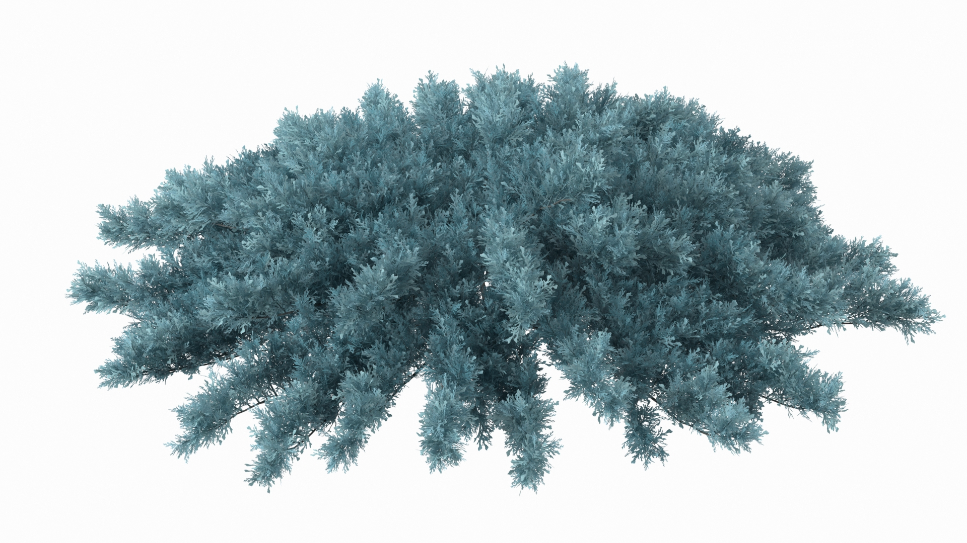 Savin Juniper Large Shrub Blue 3D Model - TurboSquid 1906012