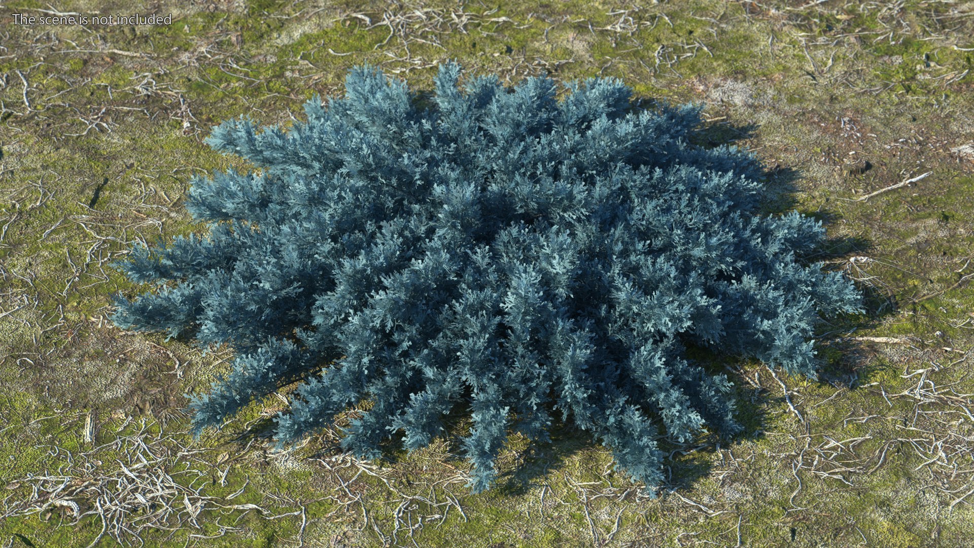 Savin Juniper Large Shrub Blue 3D Model - TurboSquid 1906012