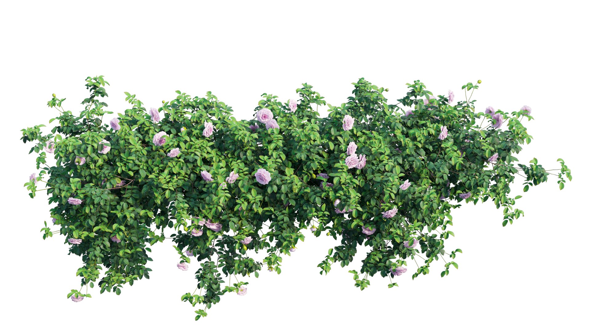 3D Rose Plant Set 75 - TurboSquid 1785005