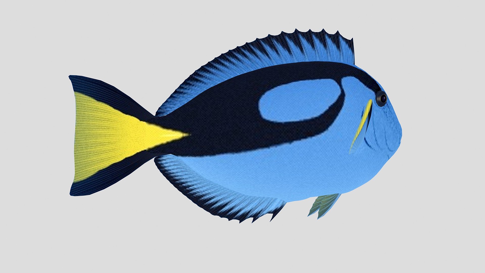 3D blue tang tropical fish - TurboSquid 1384320
