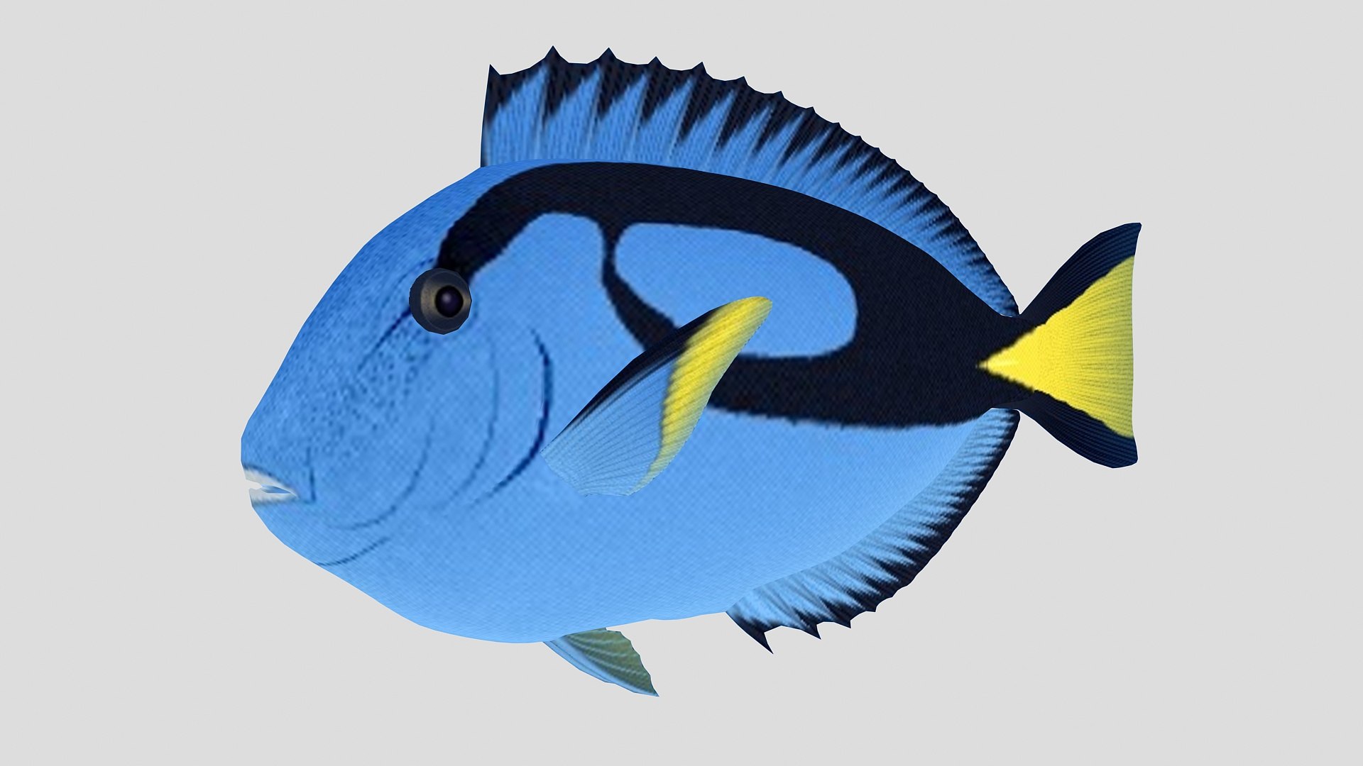 3D blue tang tropical fish - TurboSquid 1384320