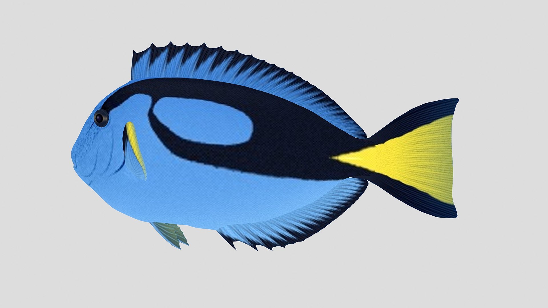 3D blue tang tropical fish - TurboSquid 1384320
