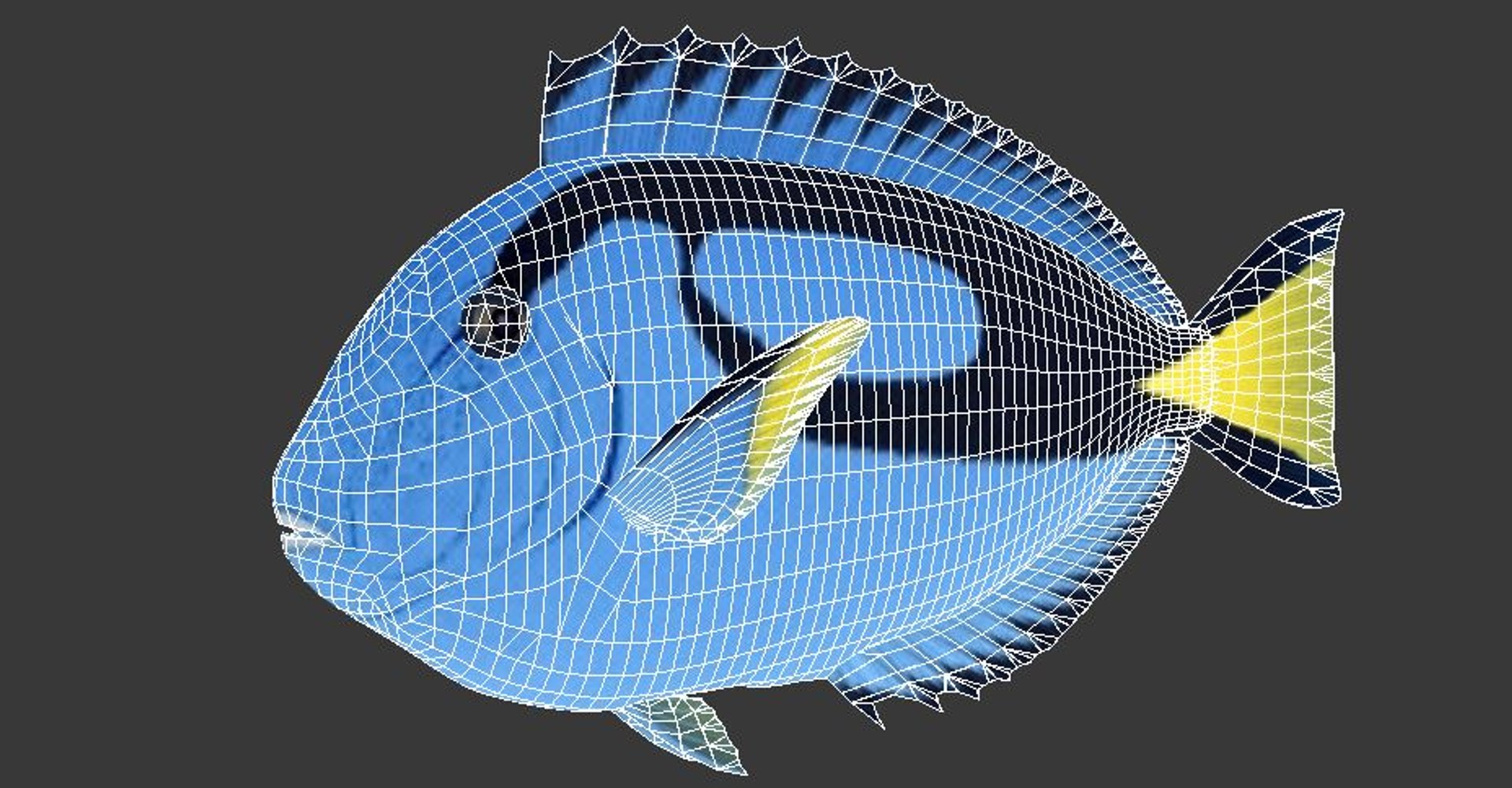 3D blue tang tropical fish - TurboSquid 1384320