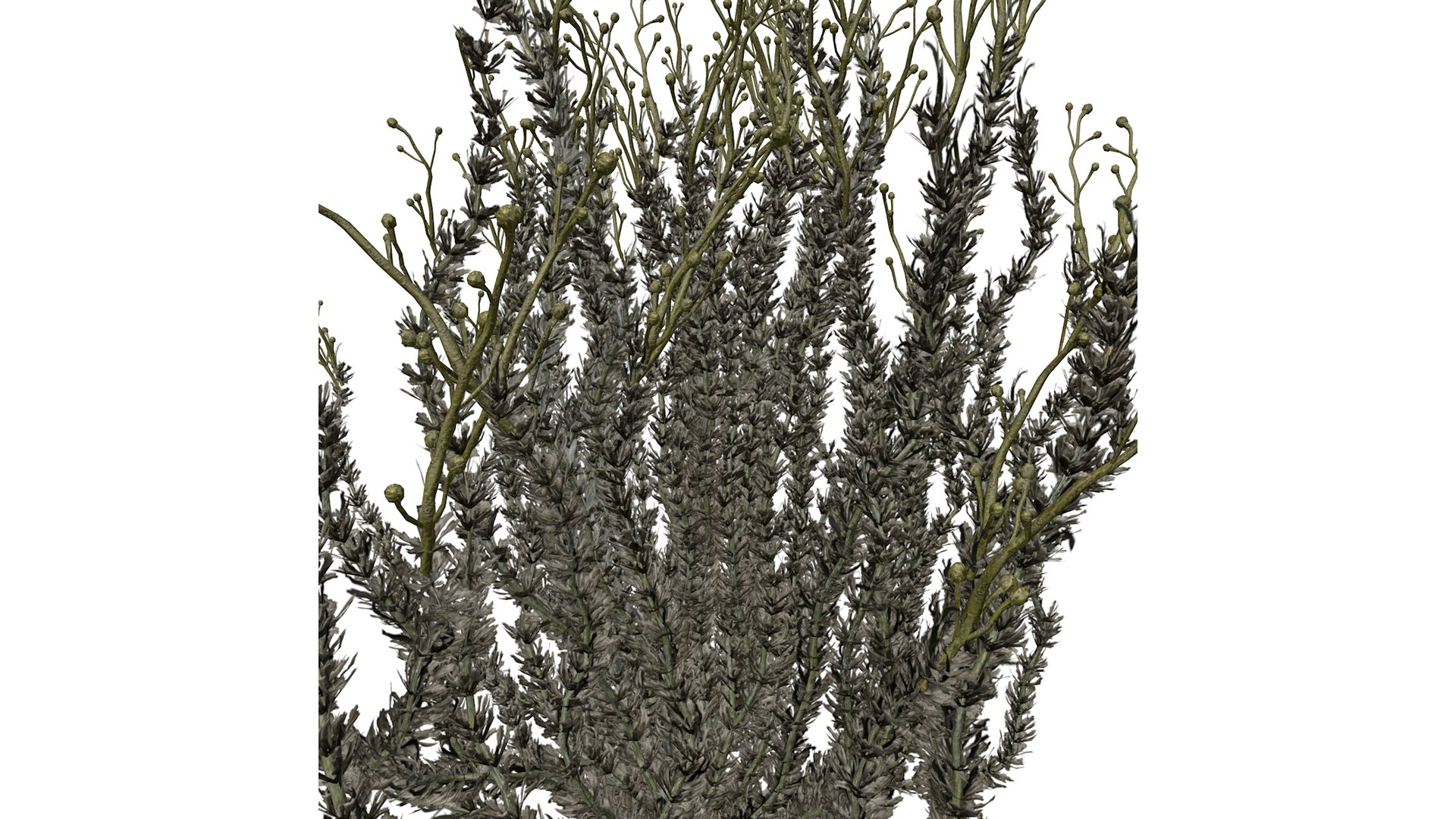 3D Sagebrush Bush - 05 - Model - TurboSquid 2372884